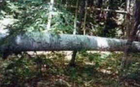 Building a birchbark canoe starts with choosing the birch tree.