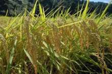 Wild rice - the harvesting, processing and cooking of this Ojibwa food
